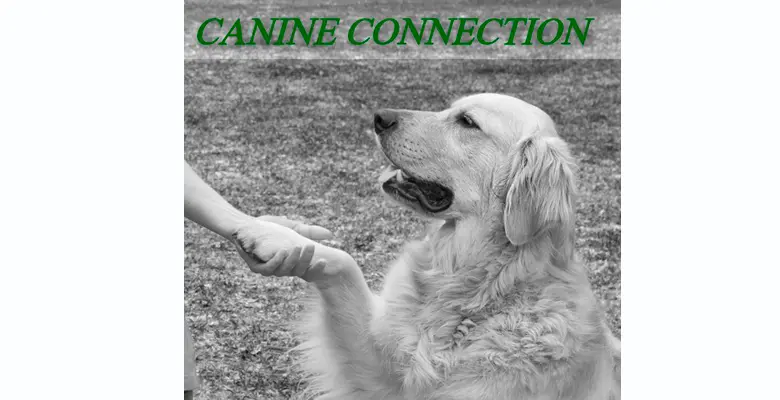 CANINE CONNECTION - Pets24.co.za | Services Directory