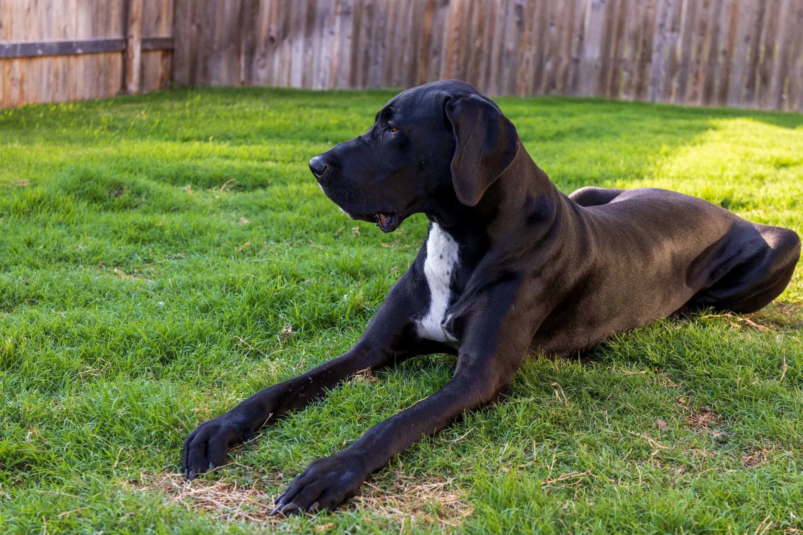 Carlu Great Danes - Pets24.co.za | Services Directory