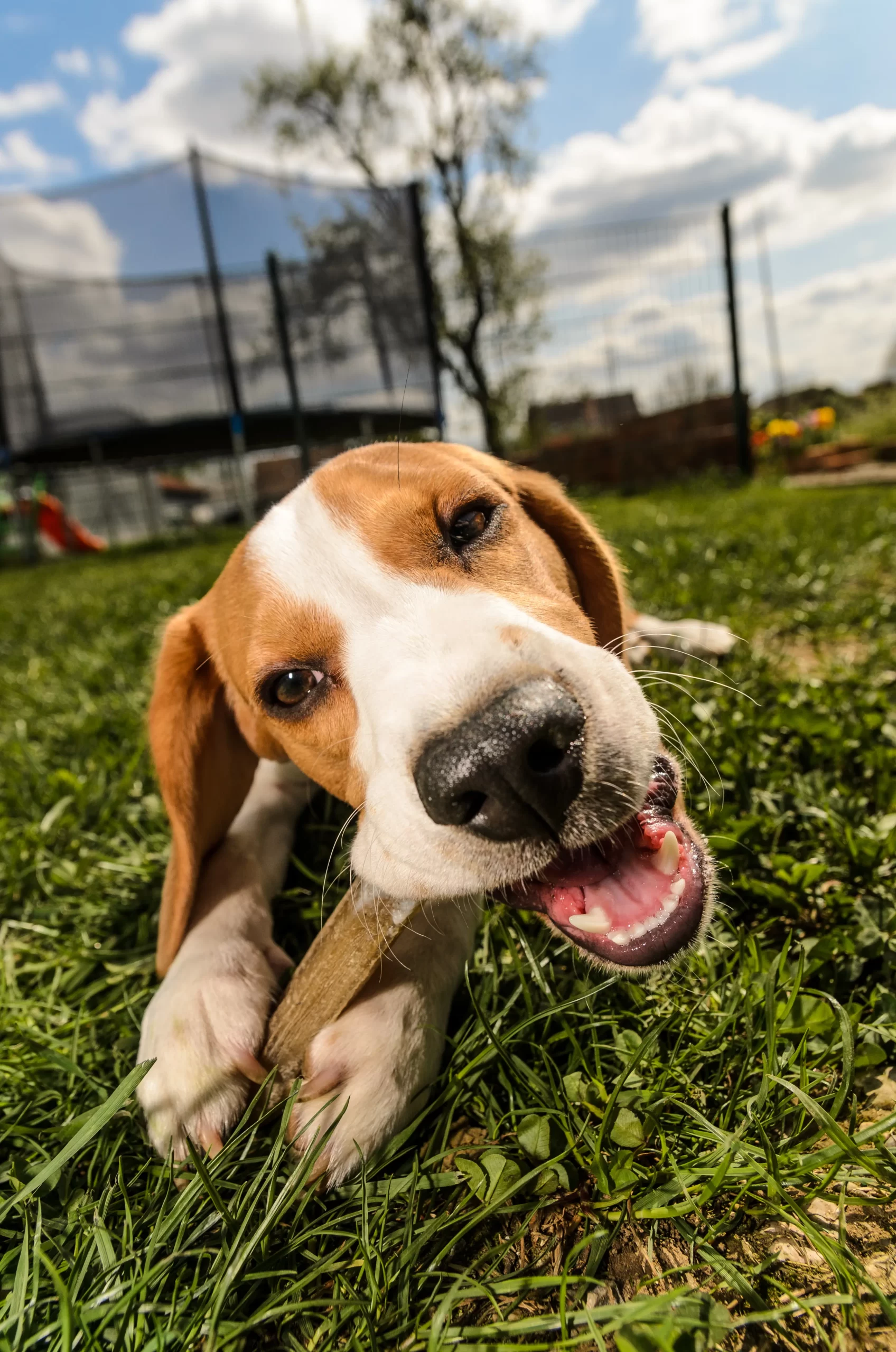 MIMI & MUNCH - Pets24.co.za | Services Directory