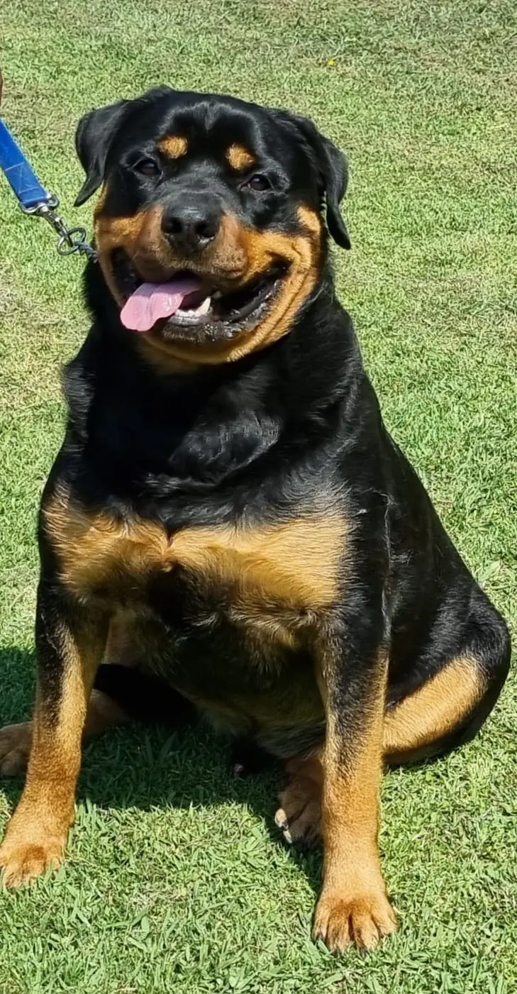 Comprehensive K9 Solutions - Pets24.co.za | Services Directory