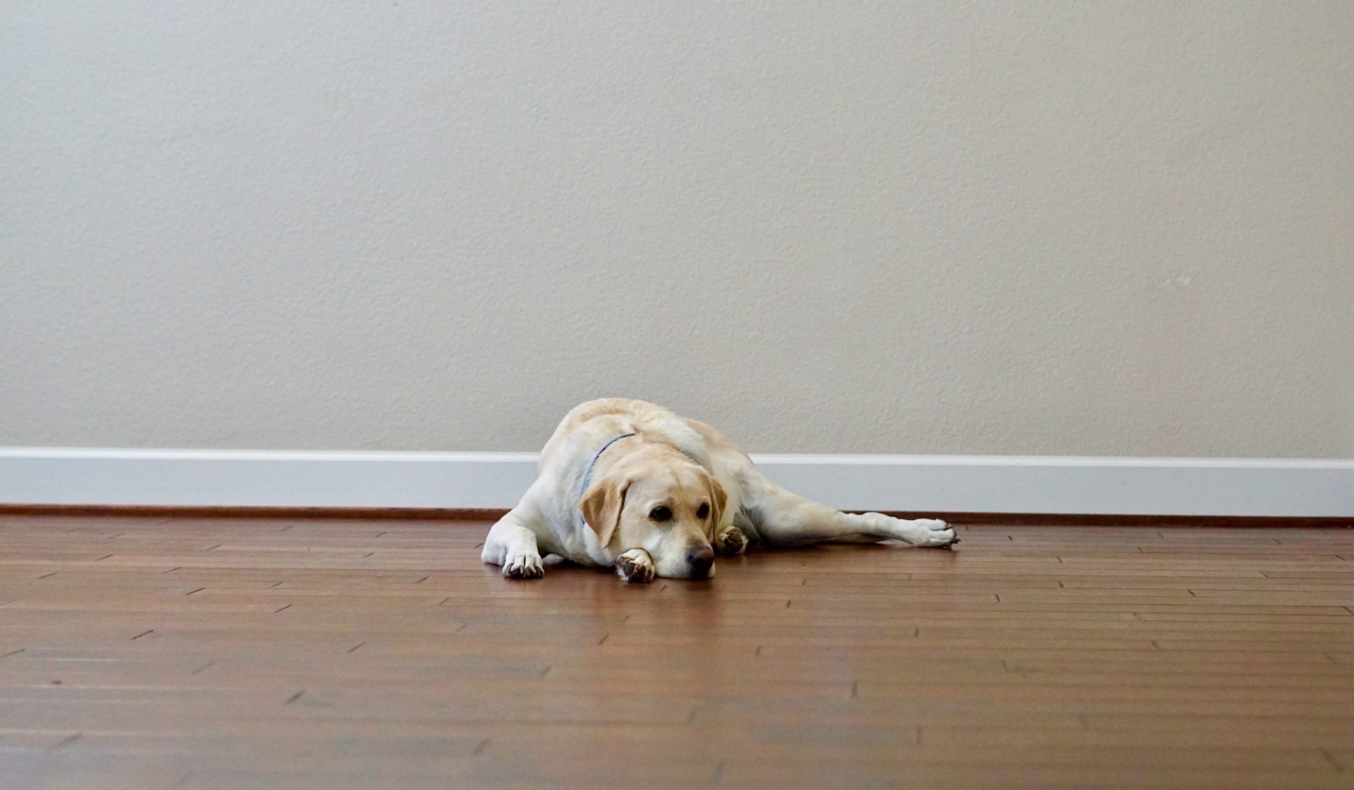 Canine Stress - Pets24