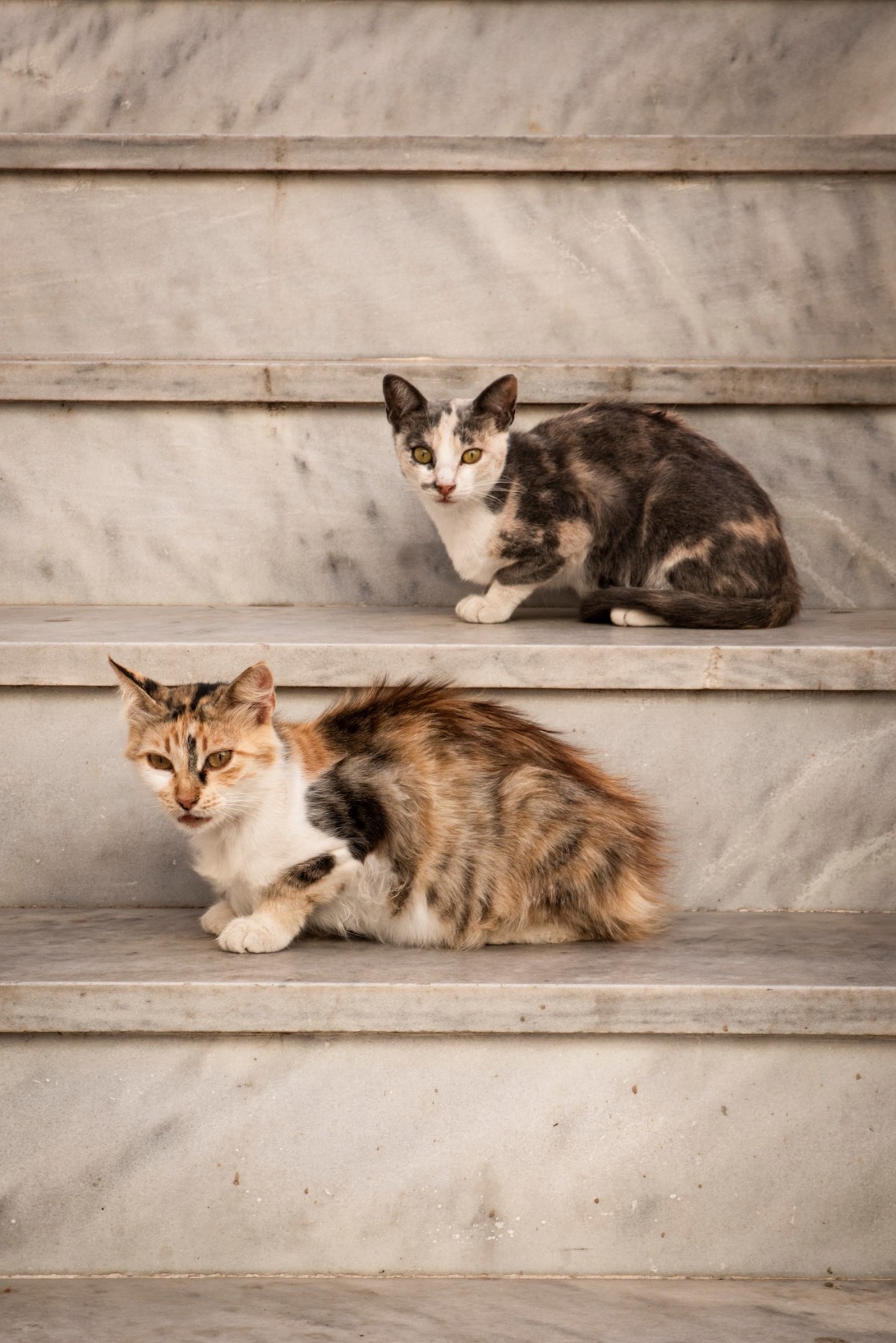 Introducing two cats to each other - Pets24