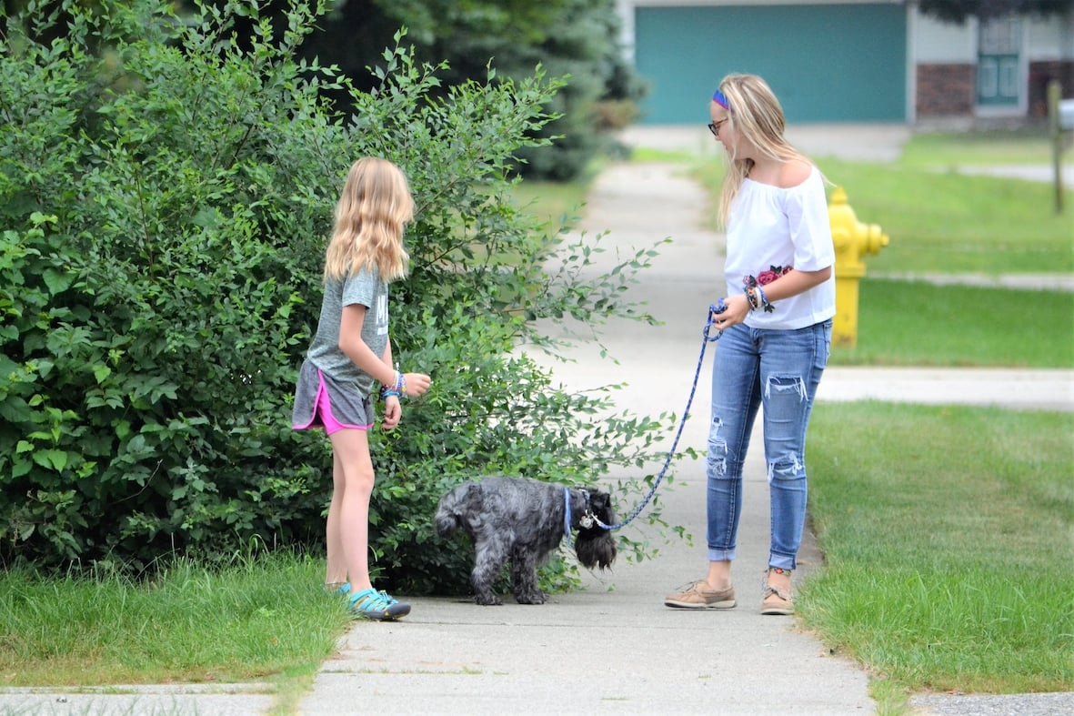 How to Effectively Potty Train Your Dog - Pets24