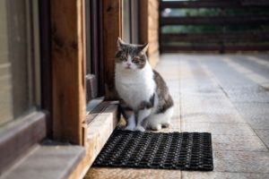 Reasons Why Cats Run Away From Home - Pets24
