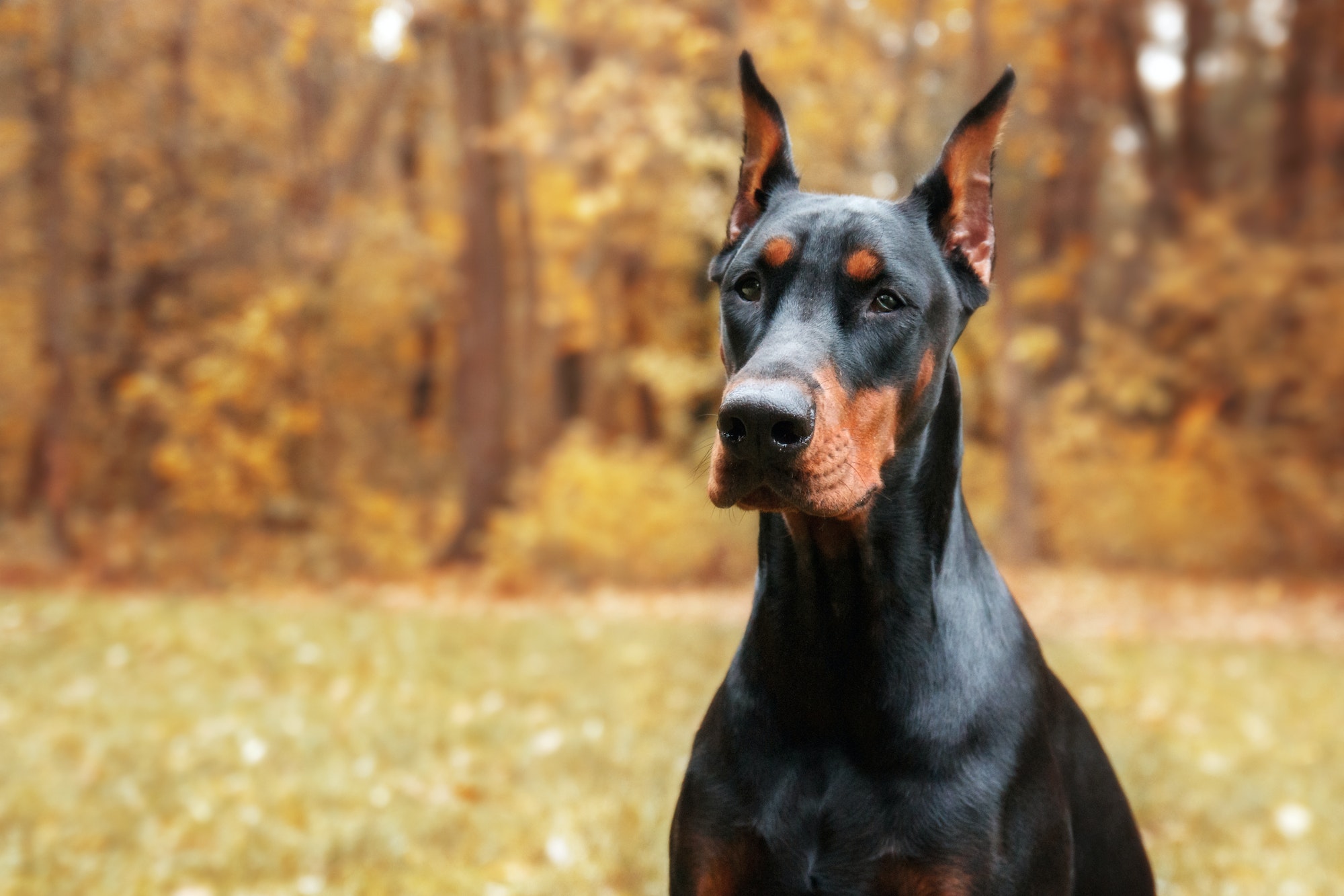 Find The Cutest KUSA Registered Puppies At these Breeders - Pets24