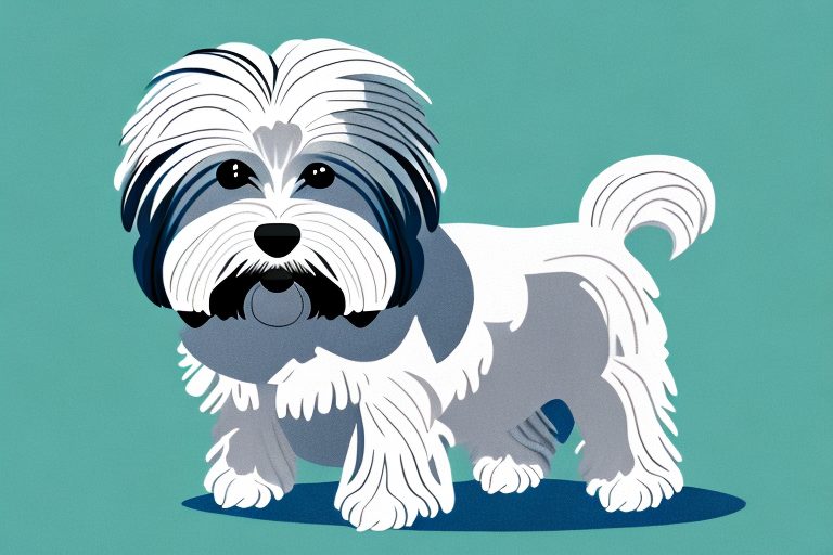 Havanese Dog Breeder in Welkom - Pets24