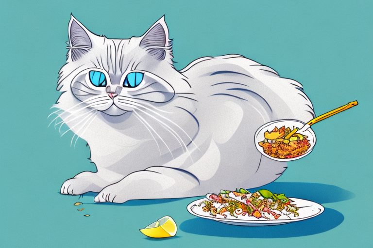 Birman Cat Food in Mossel Bay - Pets24