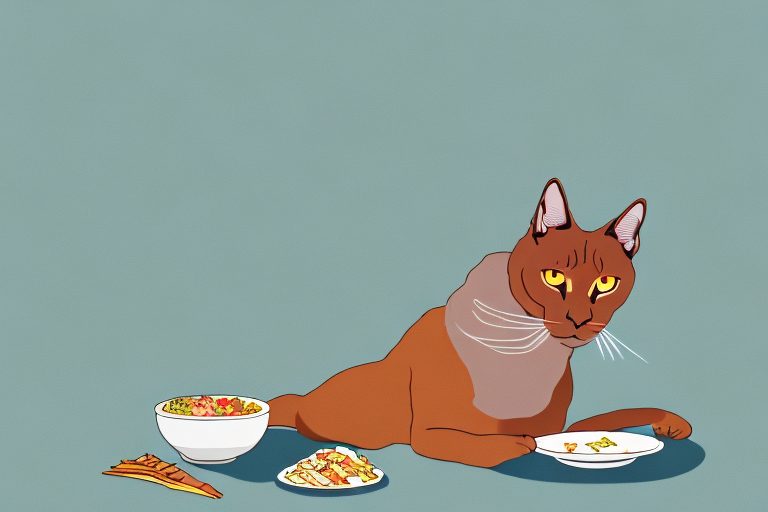 Burmese Cat Food in Graaff-Reinet - Pets24
