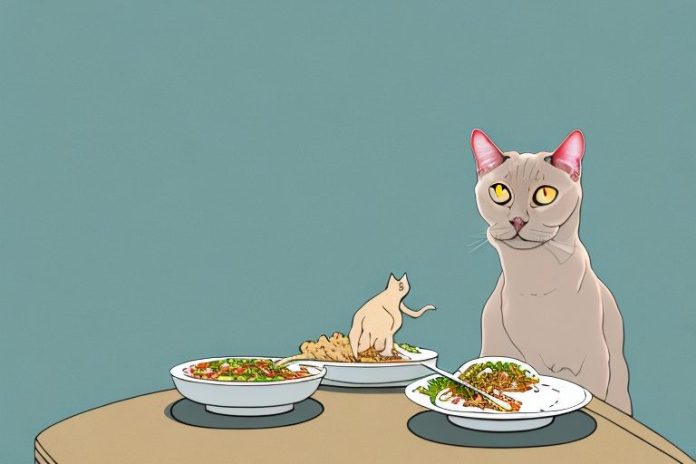 Burmese Cat Food in Jeffreys Bay - Pets24