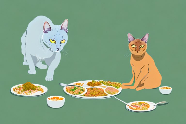 Burmese Cat Food in Virginia - Pets24