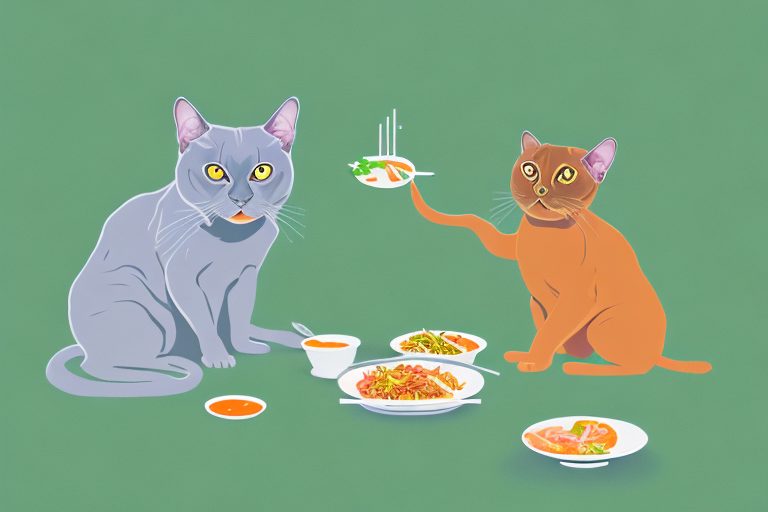 Burmese Cat Food in Randburg - Pets24