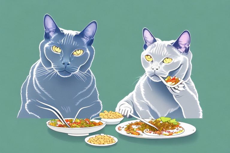 Burmese Cat Food in Kempton Park - Pets24