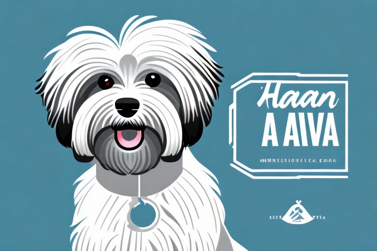 Adopting a Havanese Dog in Newcastle - Pets24