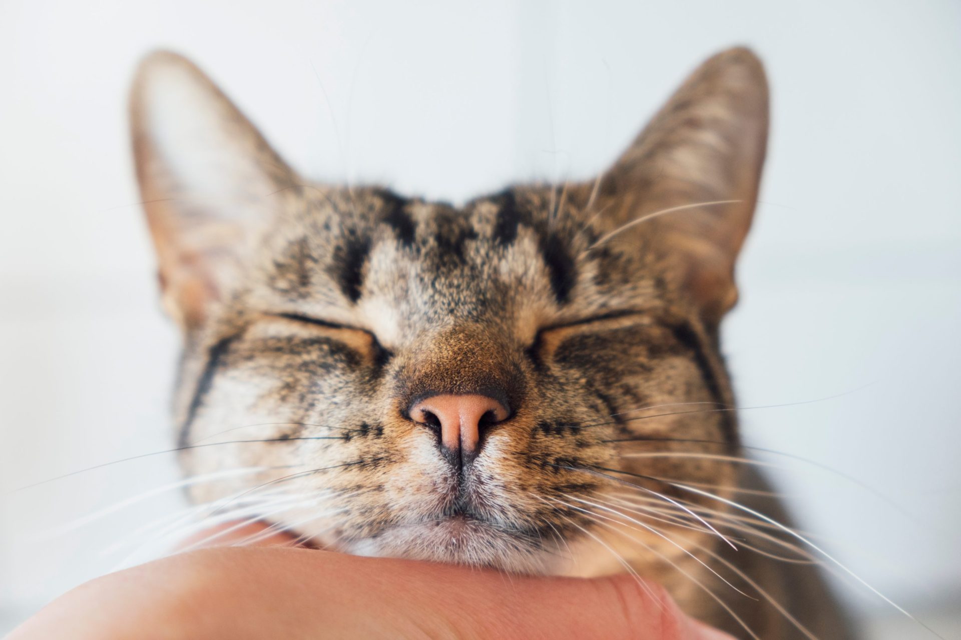Oneplan Pet Insurance: Value For Your Money - Pets24