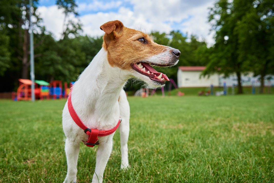A Spotlight on the Jack Russell Dog Breed - Pets24