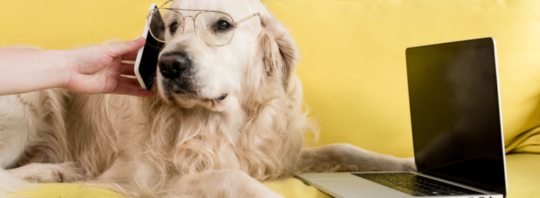 Forms of Animal Cruelty: A Comprehensive Guide - Pets24