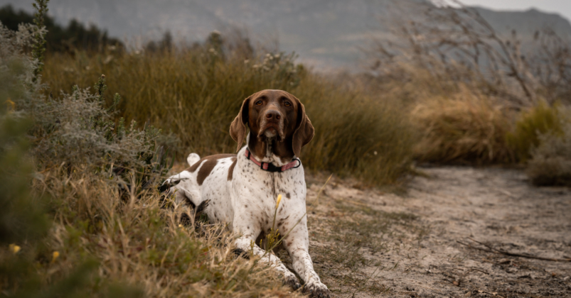Best Hunting Dogs: Top Breeds for the Hunt - Pets24