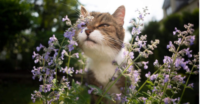 What is catnip? Learn its effects and uses! - Pets24