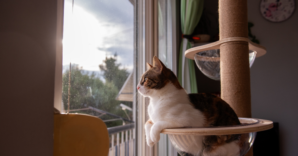 Best Cat Trees: Keep Your Cat Entertained & Active - Pets24