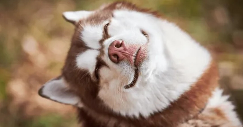 Dog Faces That Match Your Mood Perfectly - Pets24