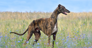 Greyhound Breed Spotlight – Temperament & Traits - pets24